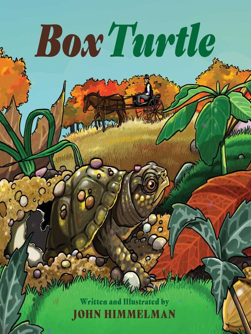 Libby - Box Turtle